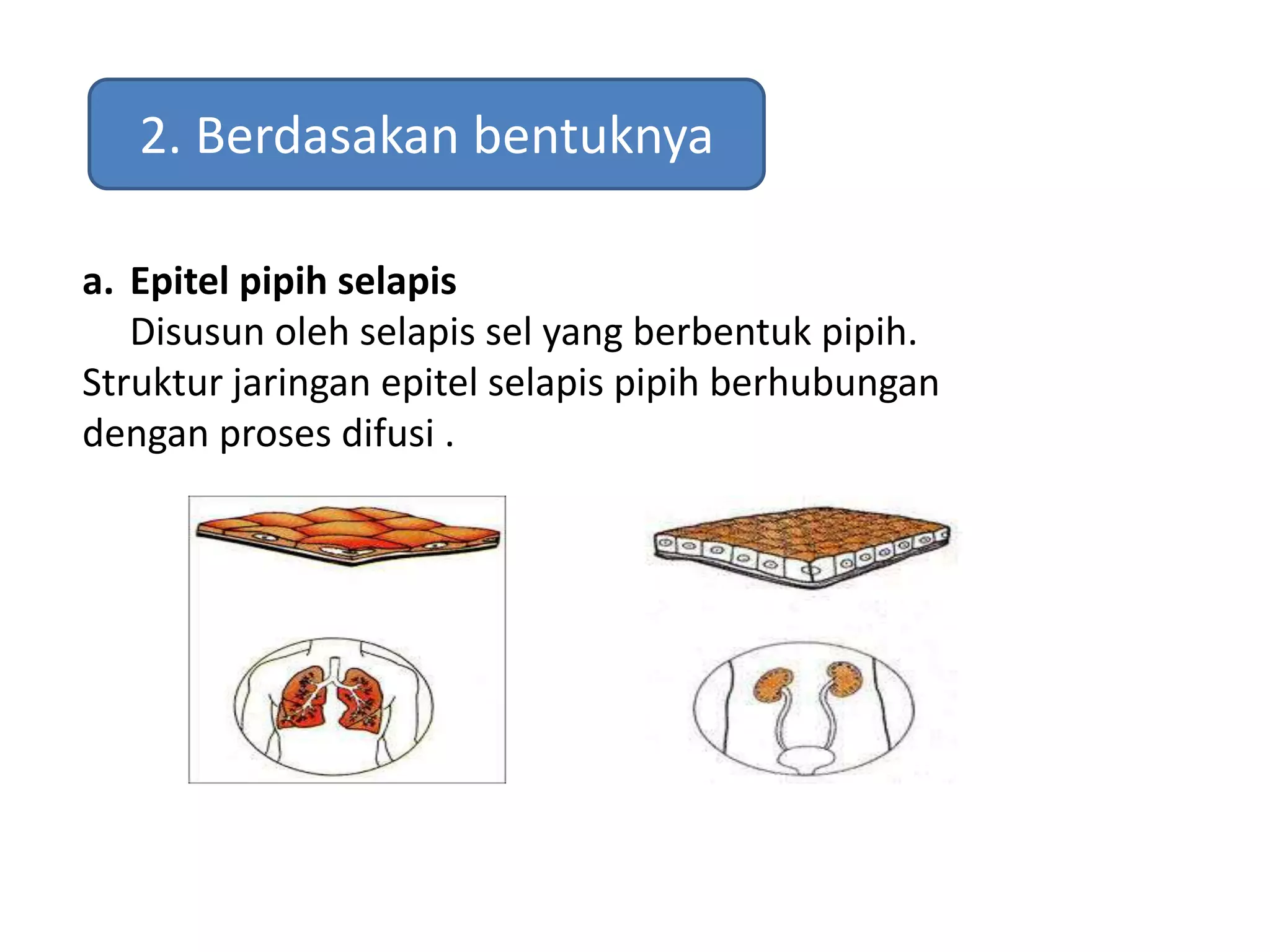 Jaringan Epitel | PPTX