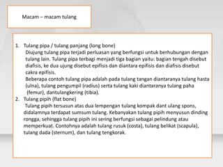 Jenis tulang | PPTX