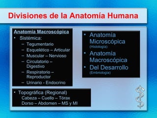 1. Anatomía Funcional - Introduccion- | PPT