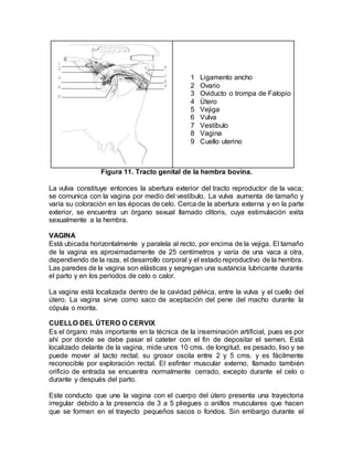 1.anatomia y fisiologia.doc