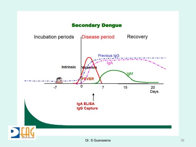 Dengue Fever - An Overview