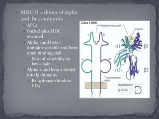 Basics of Immunity | PPTX