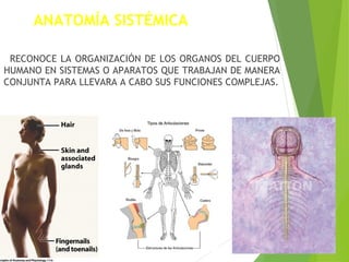 1.1 estructuras y funciones básicas del cuerpo humano | PPT