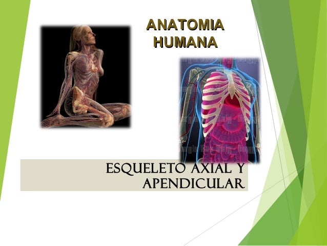 Estructuras De Las Partes Del Cuerpo