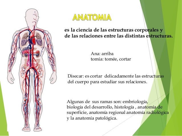 Funciones Del Cuerpo Humano
