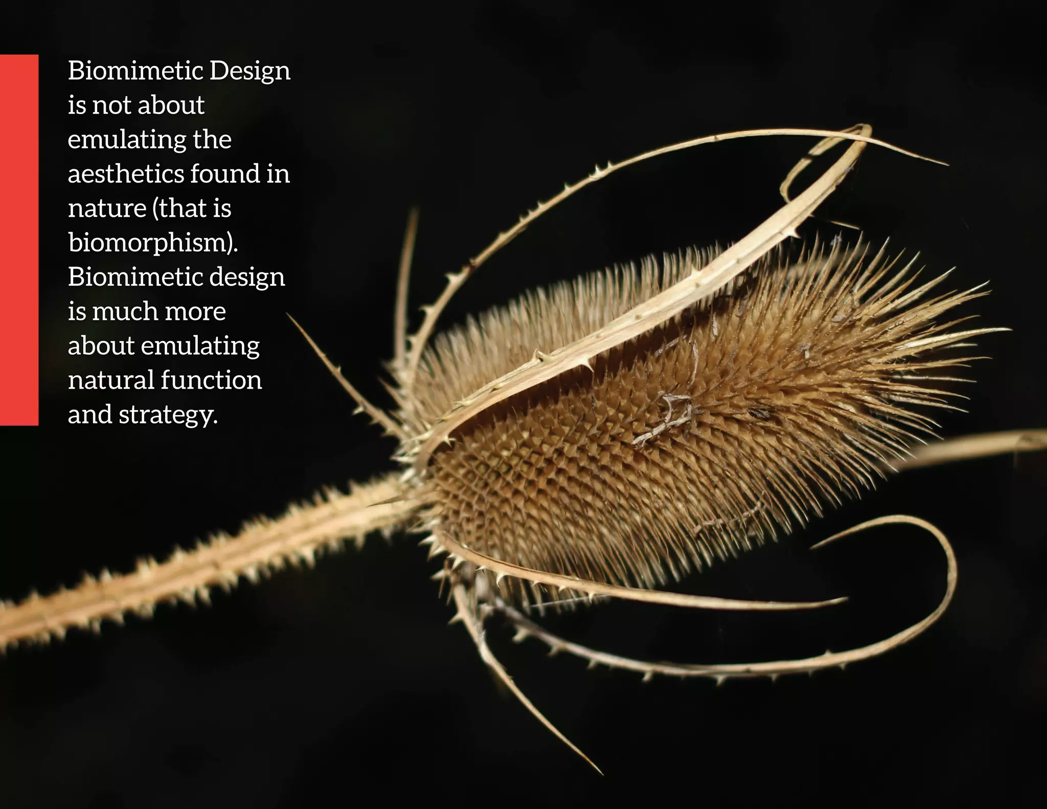 Intro to Biomimetic Design | PDF