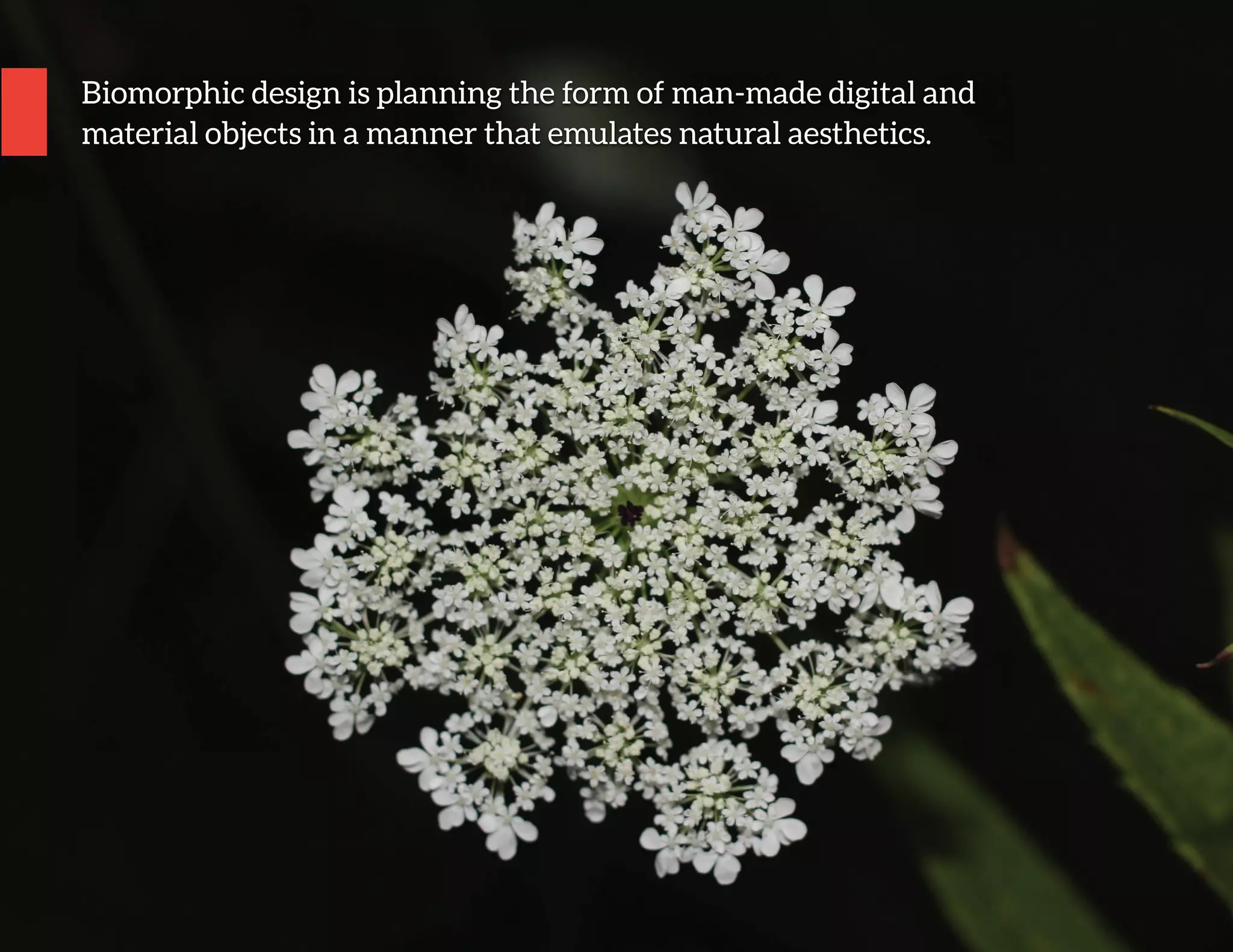 Intro to Biomimetic Design | PDF