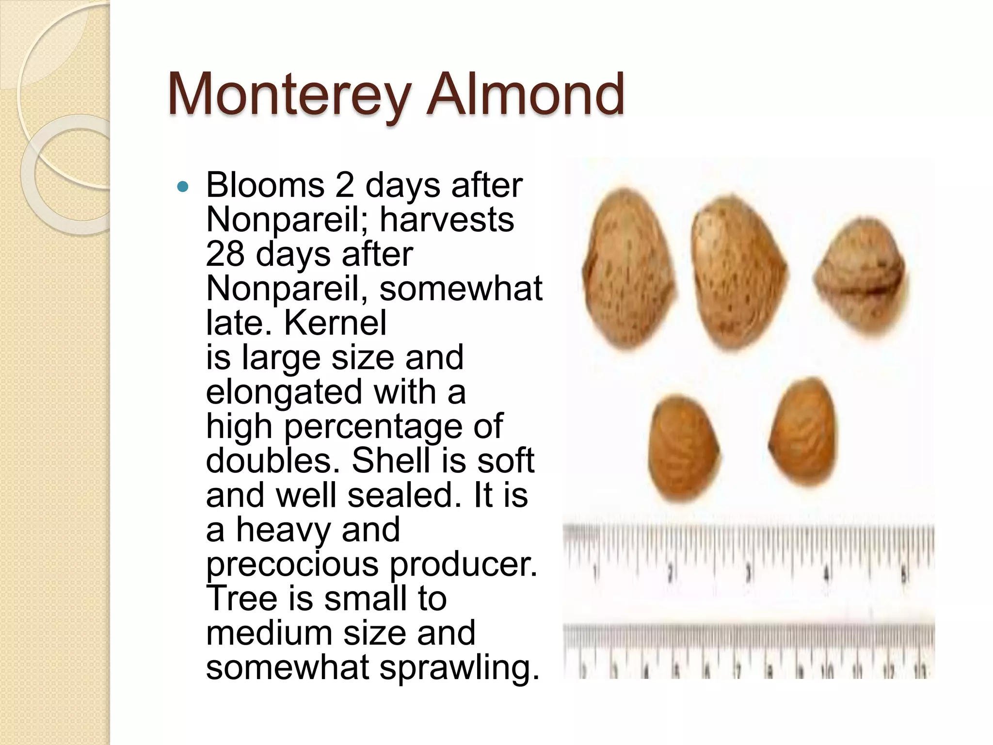 1.almond varieties in the world by Allah Dad Khan | PPT | Free Download