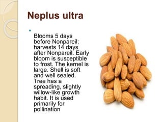 1.almond varieties in the world by Allah Dad Khan | PPTX