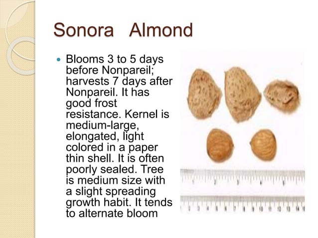 1.almond varieties in the world by Allah Dad Khan | PPTX