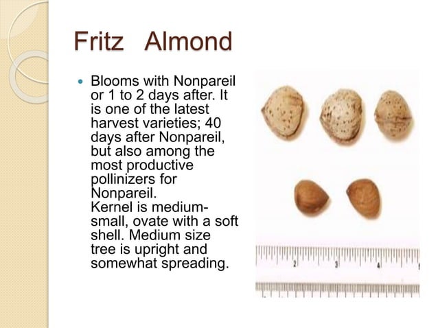 1.almond varieties in the world by Allah Dad Khan | PPTX