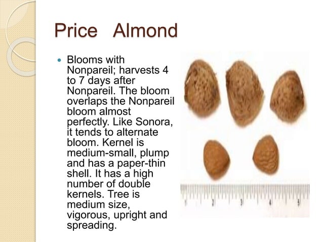 1.almond varieties in the world by Allah Dad Khan | PPT | Free Download