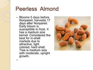 1.almond varieties in the world by Allah Dad Khan | PPTX