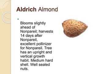 1.almond varieties in the world by Allah Dad Khan | PPTX