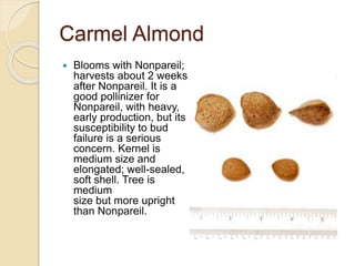 1.almond varieties in the world by Allah Dad Khan | PPTX