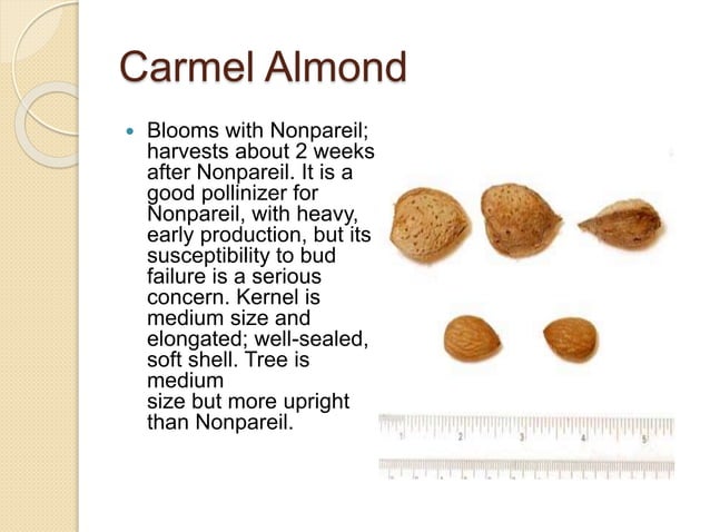 1.almond varieties in the world by Allah Dad Khan | PPTX