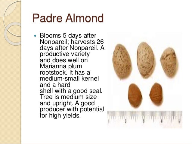 1.almond varieties in the world by Allah Dad Khan