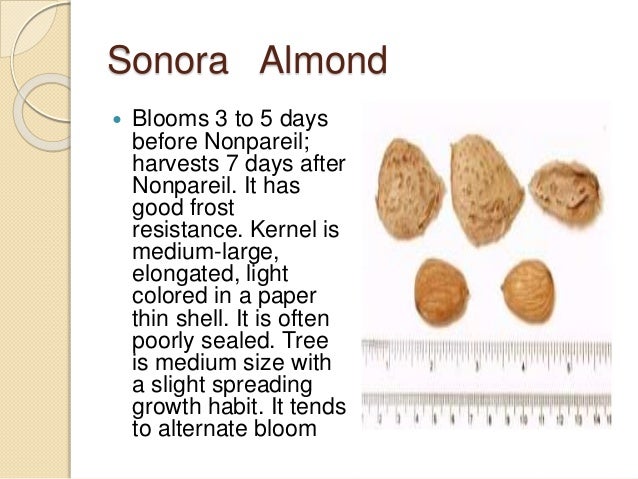 1.almond varieties in the world by Allah Dad Khan