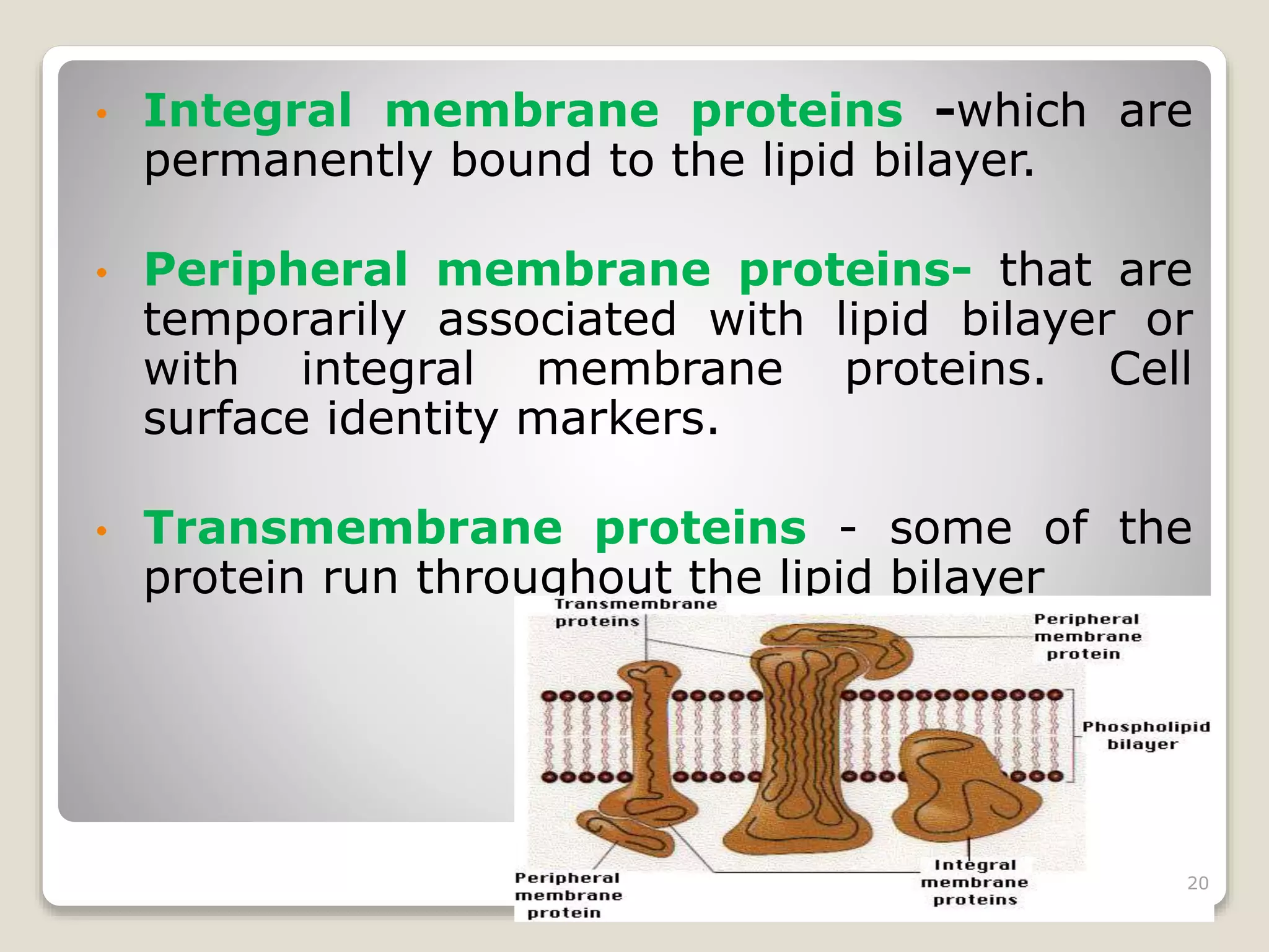 cell membrane.drmamtasingh | PPTX