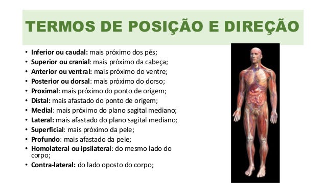 1. aula 1 anatomia e fisiologia