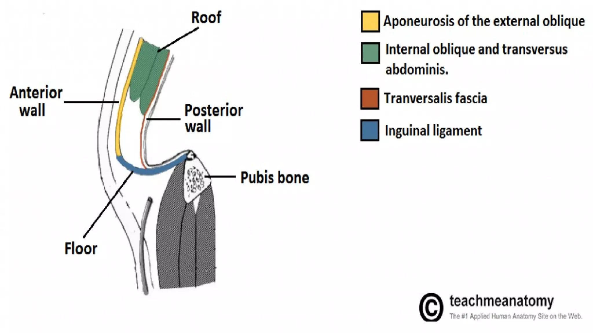 ANATOMY OF INGUINO-SCROTAL REGION | PPT