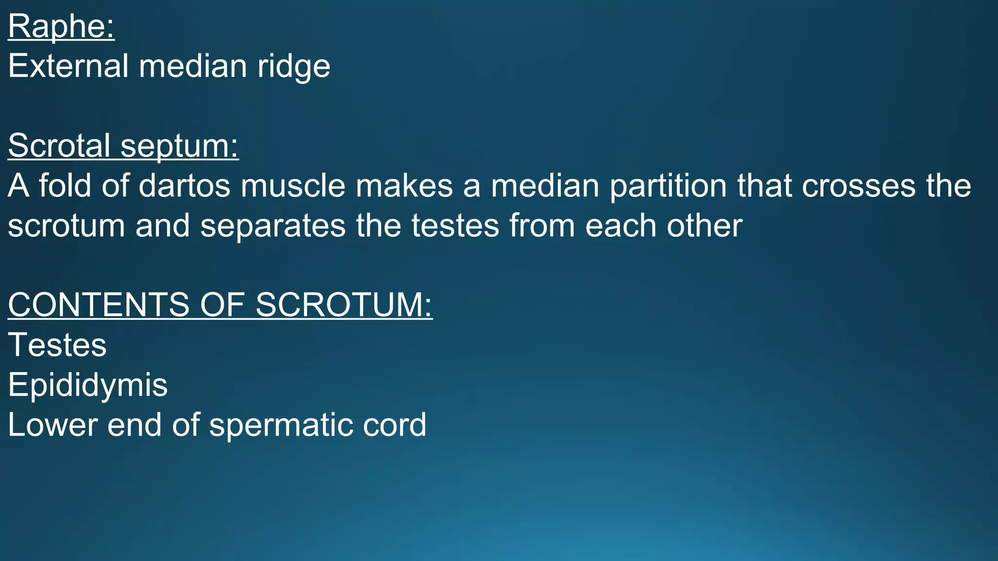 ANATOMY OF INGUINO-SCROTAL REGION | PPT