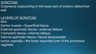 ANATOMY OF INGUINO-SCROTAL REGION | PPT