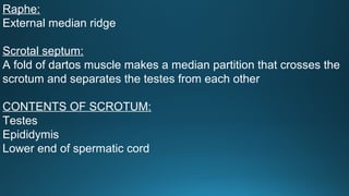 ANATOMY OF INGUINO-SCROTAL REGION | PPT