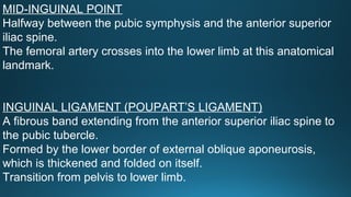 ANATOMY OF INGUINO-SCROTAL REGION | PPT