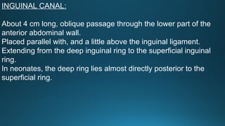 ANATOMY OF INGUINO-SCROTAL REGION | PPT