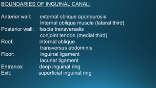 ANATOMY OF INGUINO-SCROTAL REGION | PPT