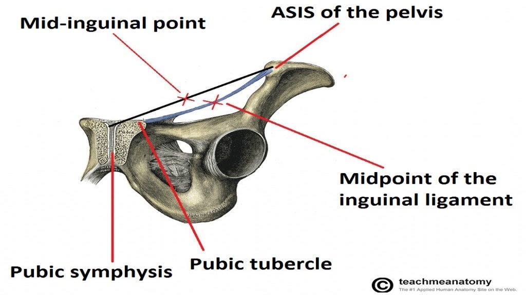 ANATOMY OF INGUINO-SCROTAL REGION