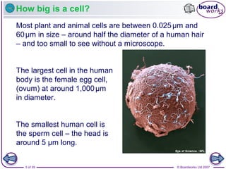 1. animal and plant cells v1.0 | PPT
