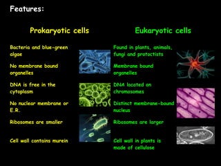 6.12B Cell Organization | PPT