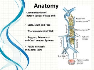 Prostatic Venous Plexus