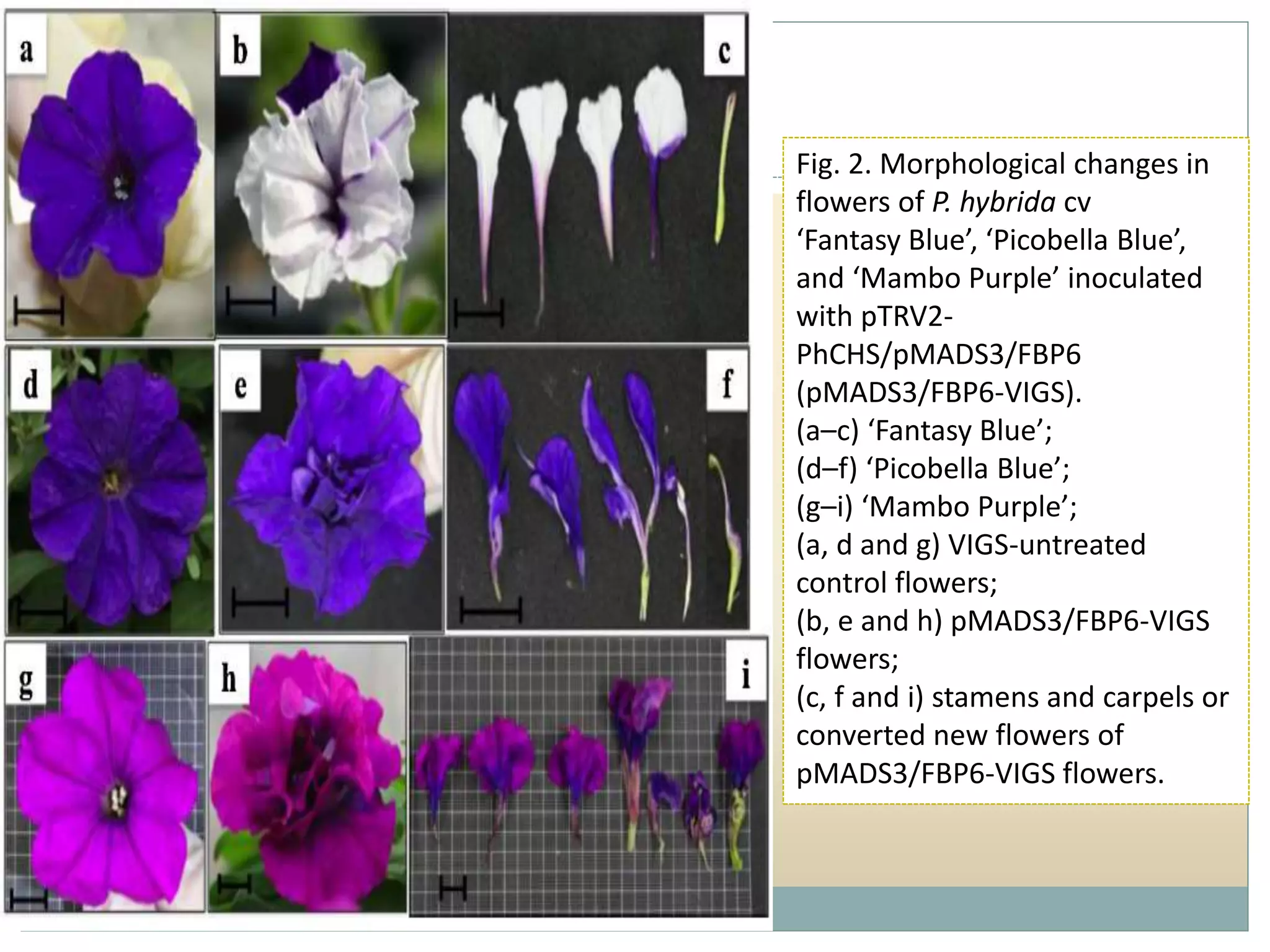 1. ABCDE flower model | PPTX