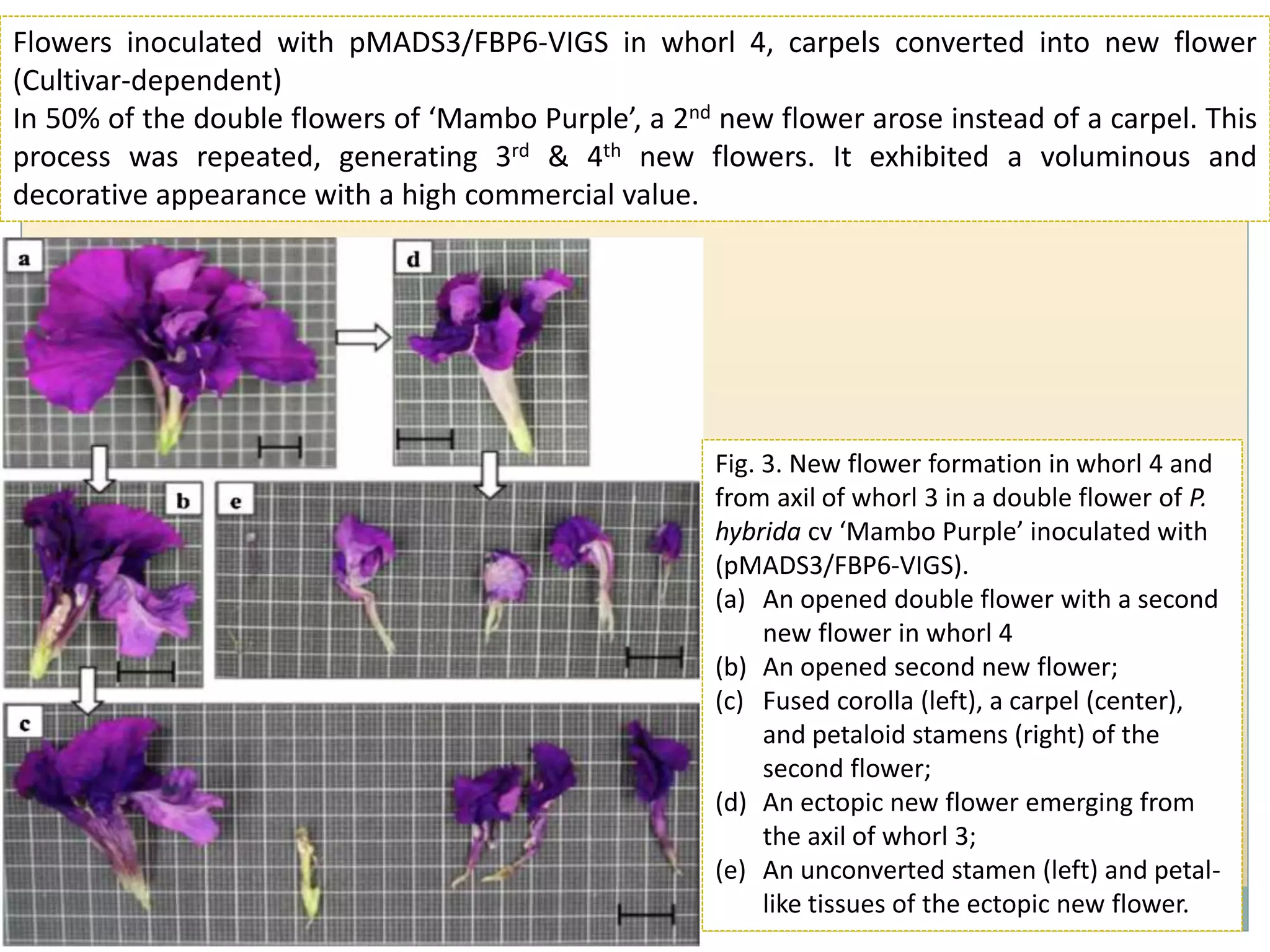1. ABCDE flower model | PPTX