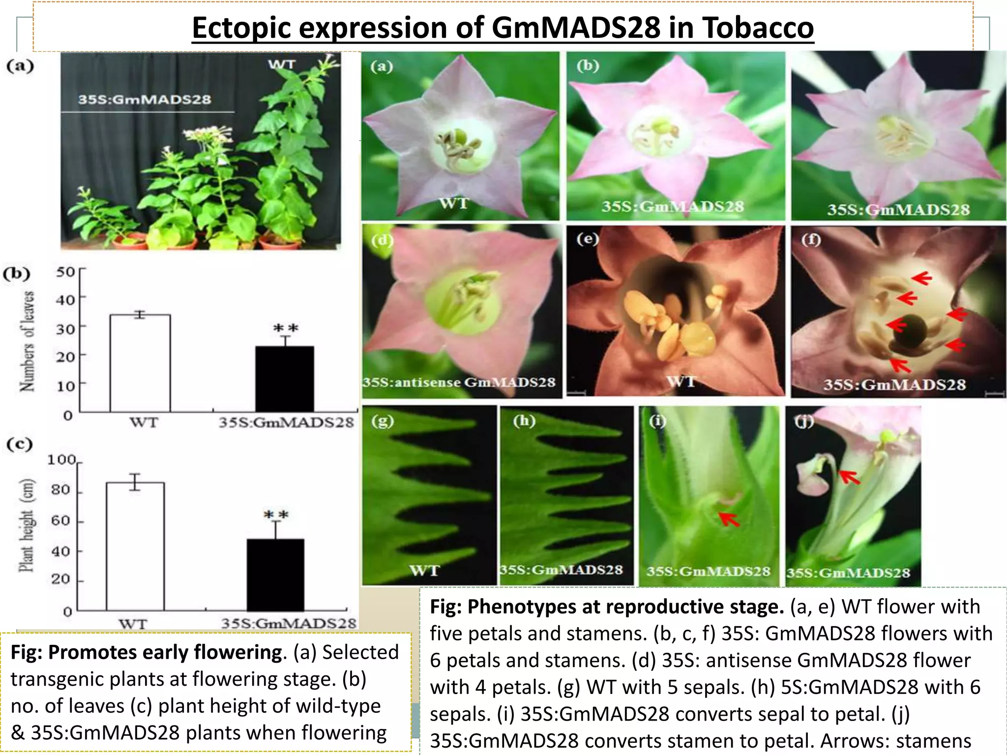 1. ABCDE flower model | PPTX