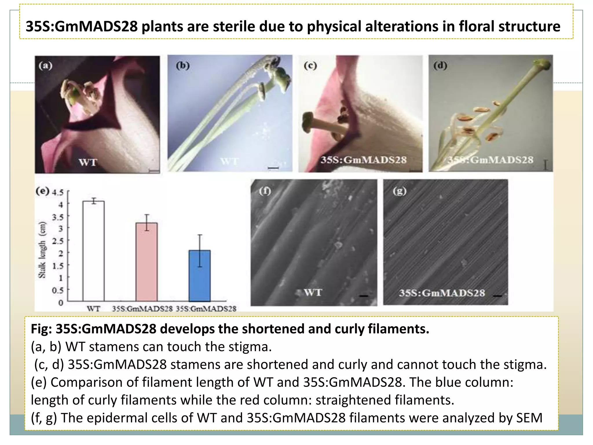 1. ABCDE flower model | PPTX