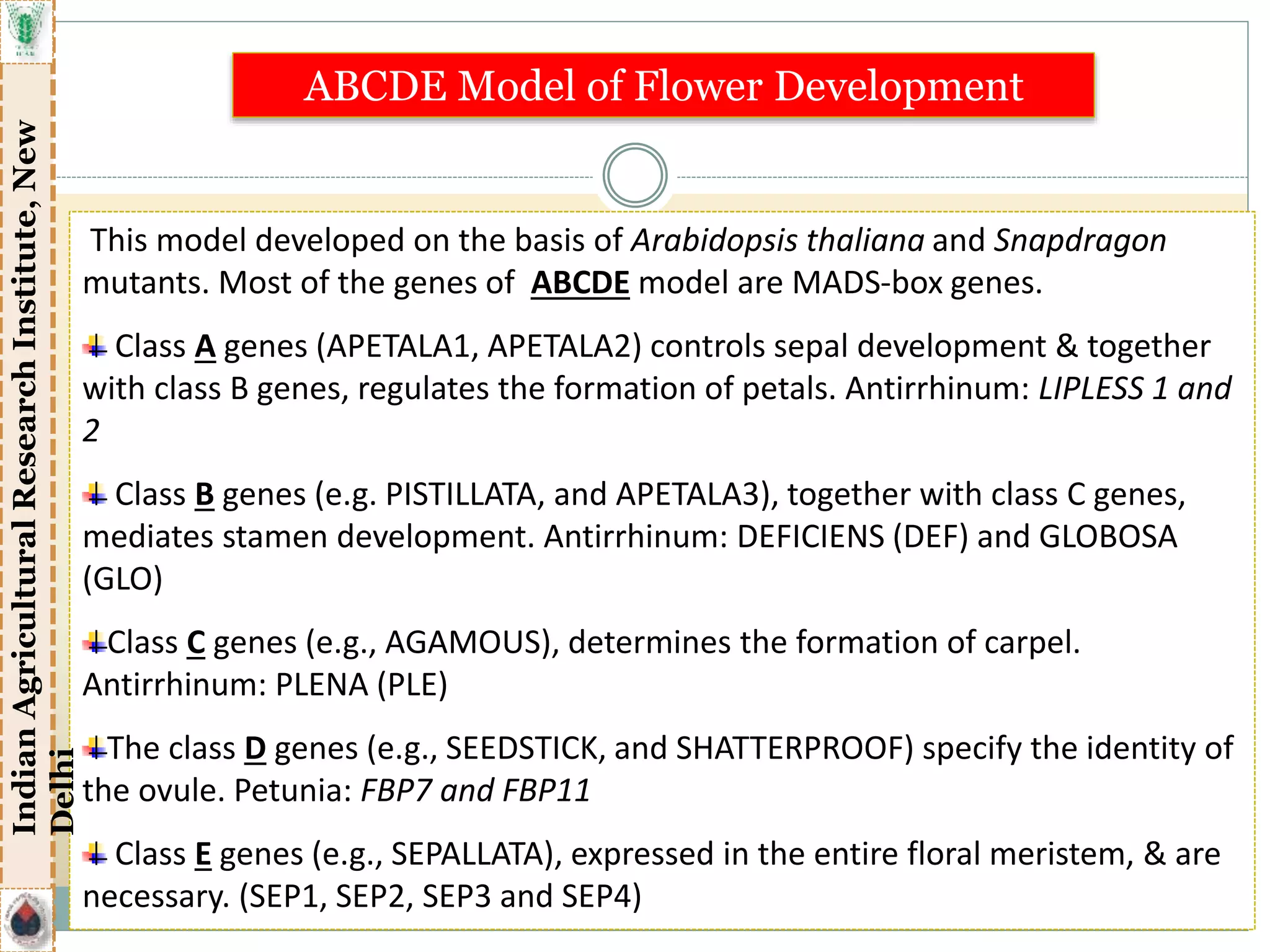 1. ABCDE flower model | PPTX