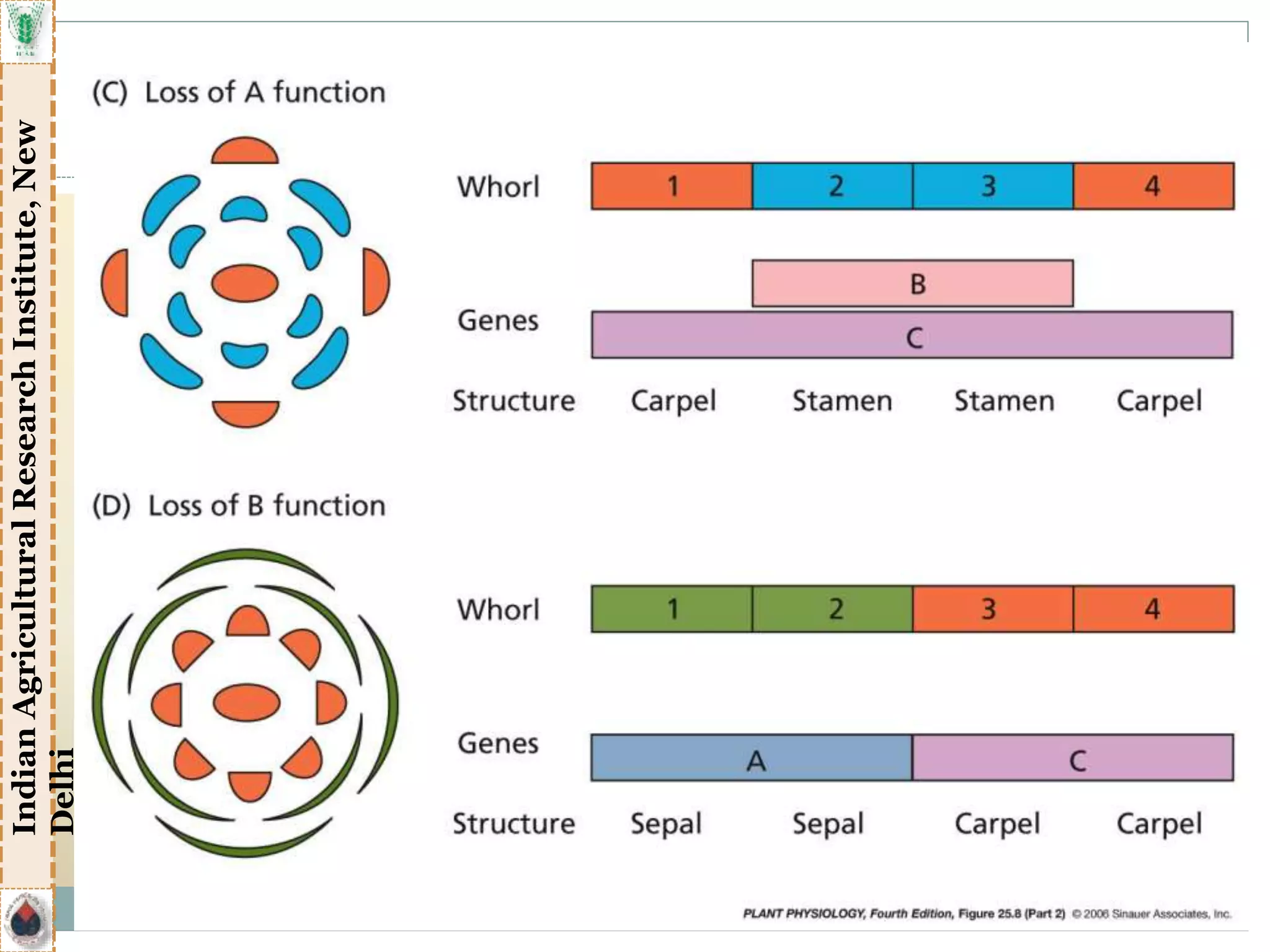 1. ABCDE flower model | PPTX