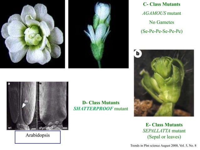 1. ABCDE flower model | PPTX