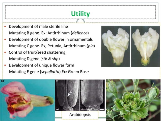 1. ABCDE flower model | PPTX