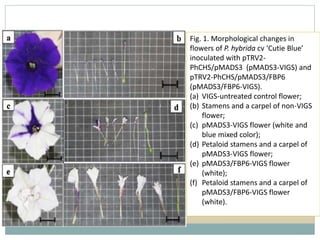 1. ABCDE flower model | PPTX
