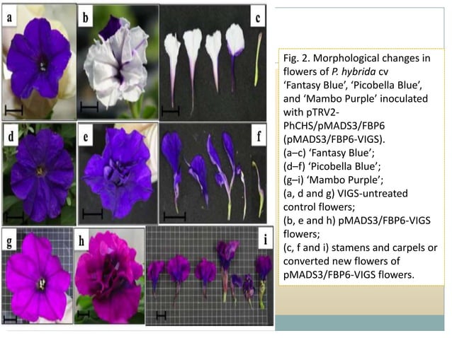 1. ABCDE flower model | PPTX