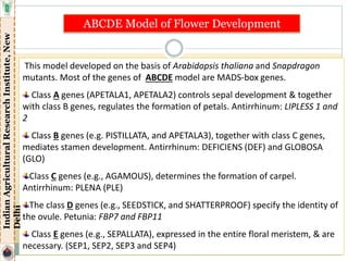 1. ABCDE flower model | PPTX