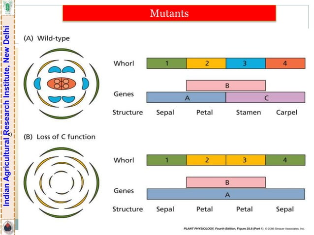 1. ABCDE flower model | PPTX