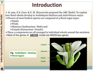 1. ABCDE flower model | PPT