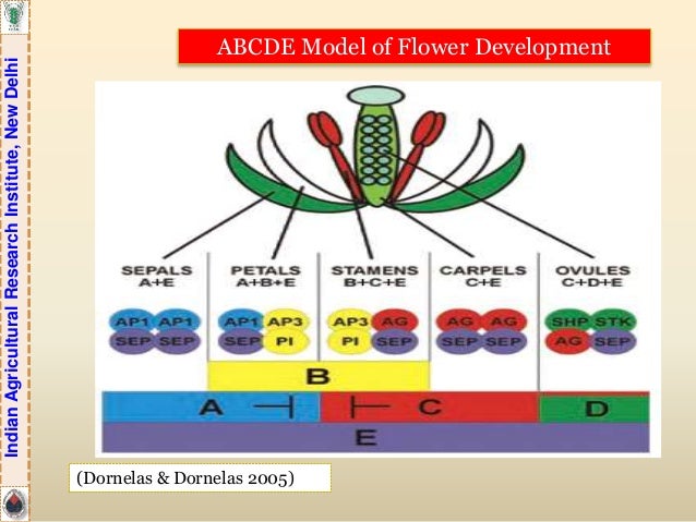 1. ABCDE flower model