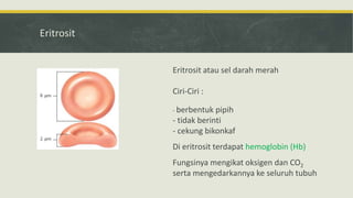 dasar hematologi | PPTX